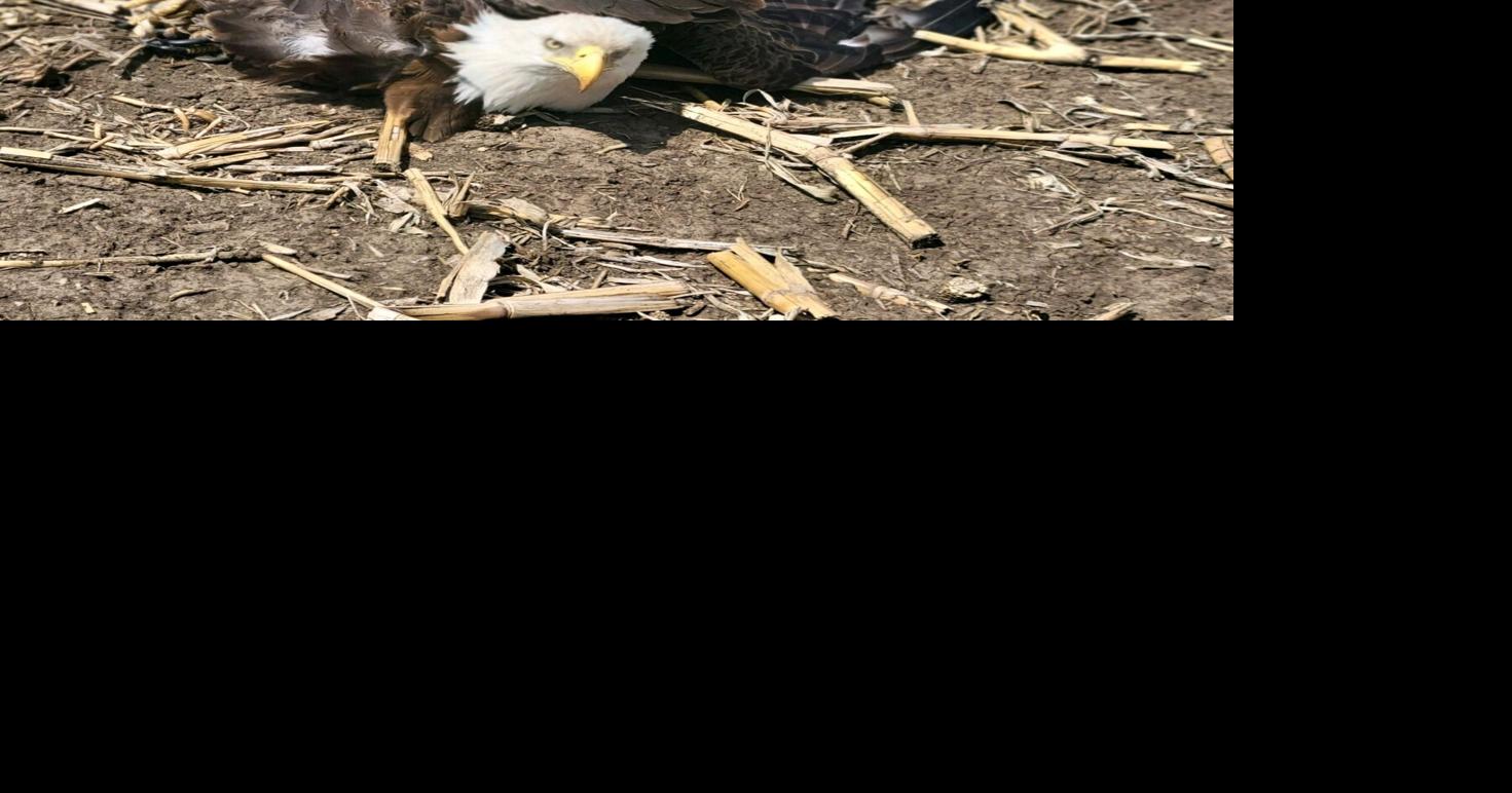 'We lost part of our family' — Neighbors of dead eagle seek justice