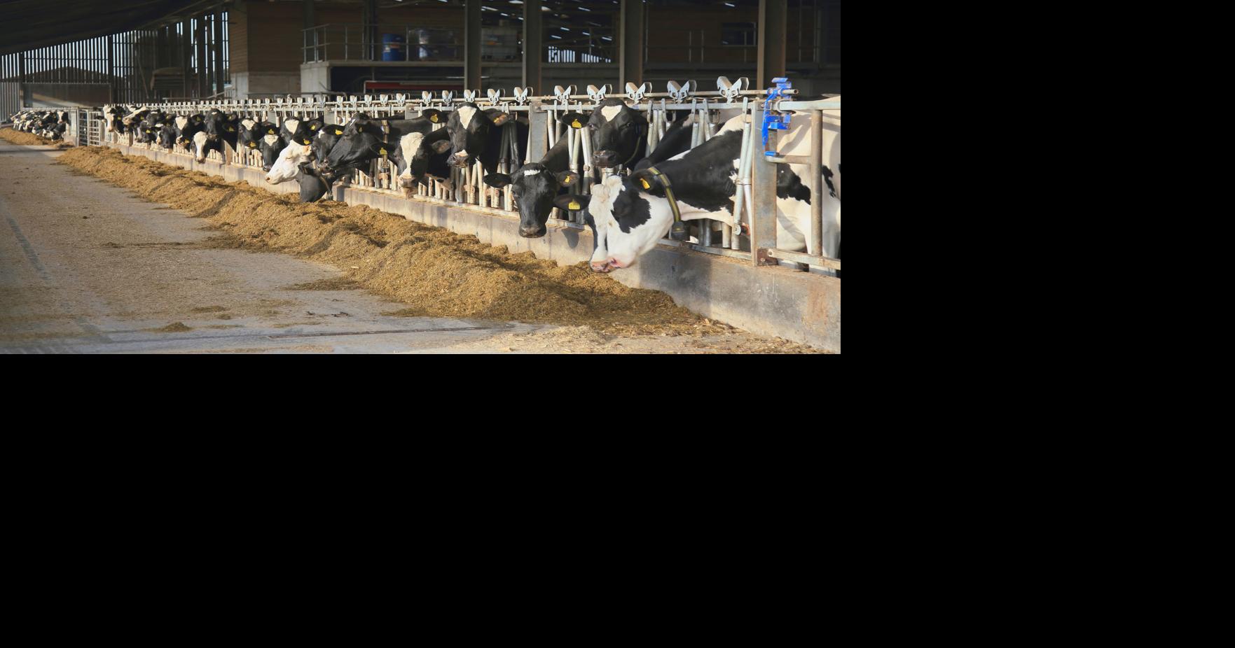 Dairy farmers dumping milk worldwide are on the brink of crisis