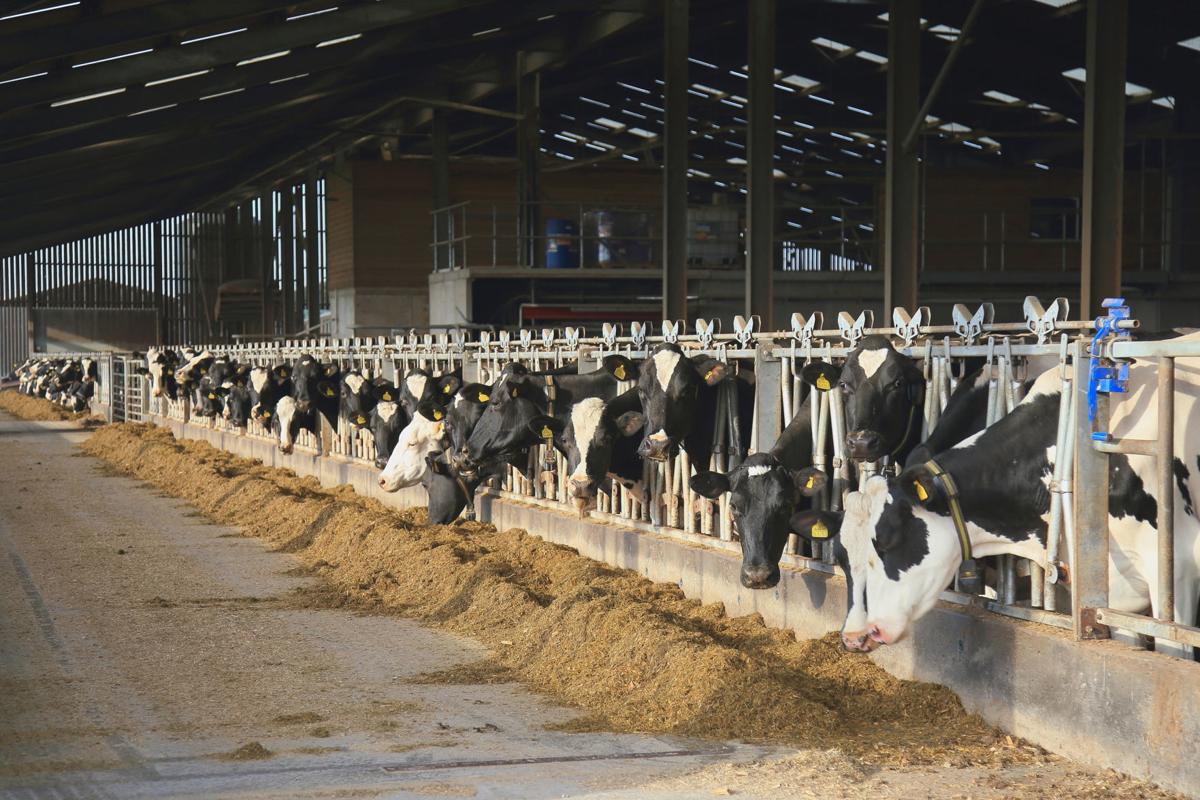 Dairy farmers dumping milk worldwide are on the brink of crisis