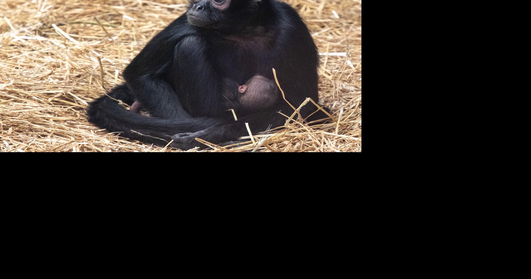 Public can now view Lincoln Children's Zoo spider monkey baby