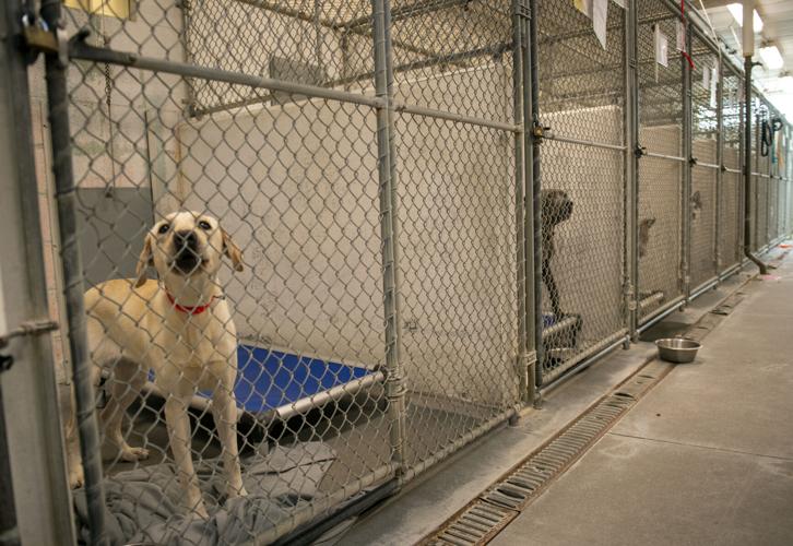 Lincoln's Capital Humane Society offering adoption promotion