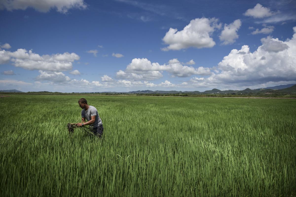 14 photos of Puerto Rico's farming renaissance | World News ...