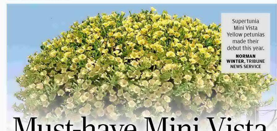 Must-have Mini Vista