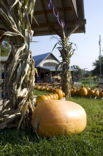 Fall family fun: A roundup of pumpkins patches, mazes and more