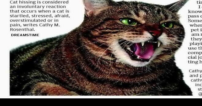 What it means when cats hiss