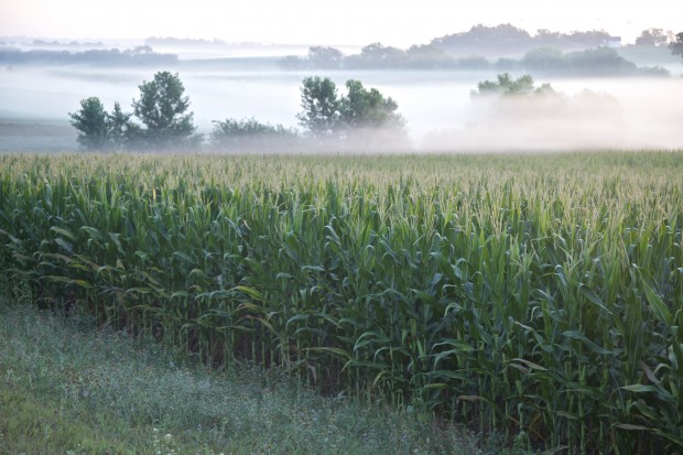 Corn acres will be big, despite drought