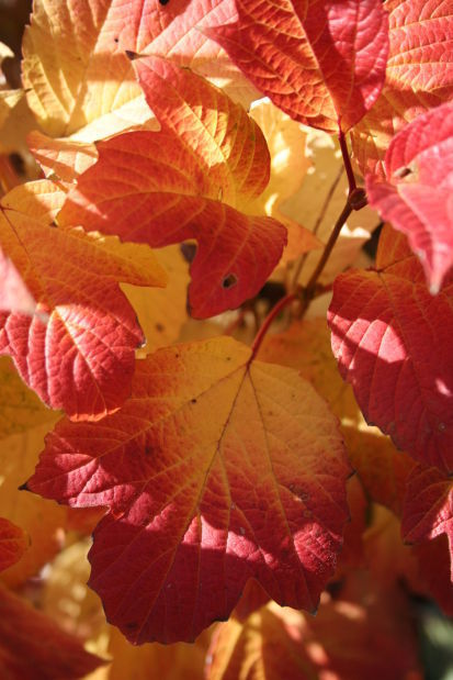 Simply Trees: Viburnums shine into fall | Home and Garden | journalstar.com