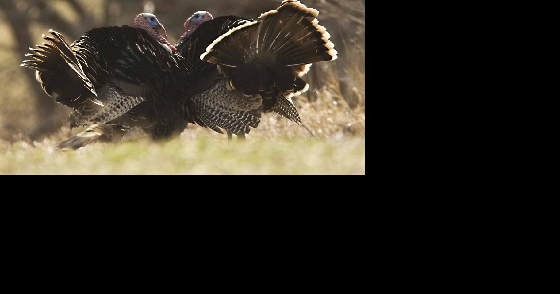 There’s no resisting call of spring turkey season