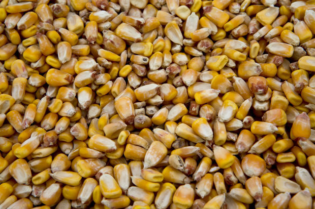 A bountiful harvest borne out in mountains of grain