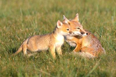 Swift fox is North America’s smallest fox