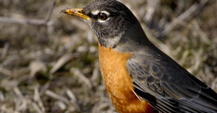 PHOTOS: Spring robin