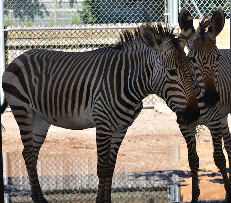 Two zebras arrive at the Zoo in time for Fourth of July weekend