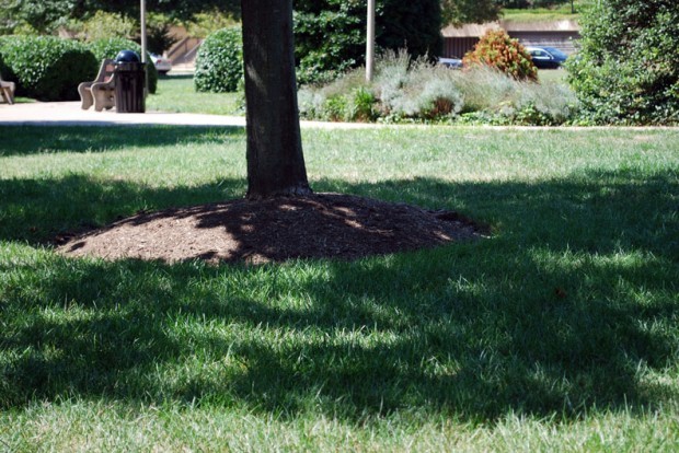 Mulch volcanoes: No eruptions, but plenty of tree disruptions