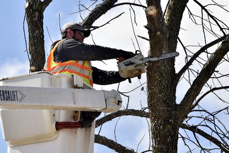 Thousands of ash trees may come down in Caledonia