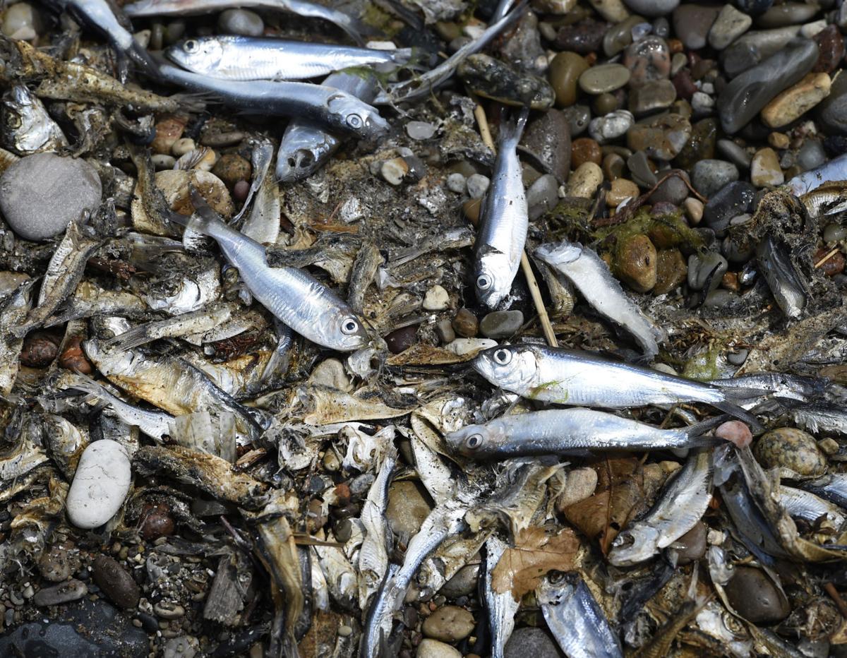 Annual alewife build up hits lake shoreline | Local News | journaltimes.com