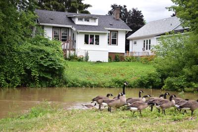 Root River flooding not expected