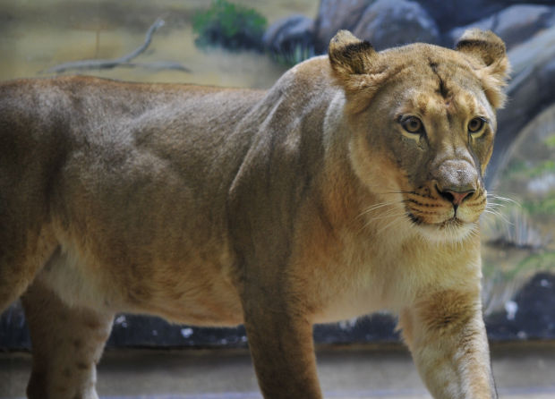 Pride of Racine growing - Lion cubs expected soon at the Racine Zoo