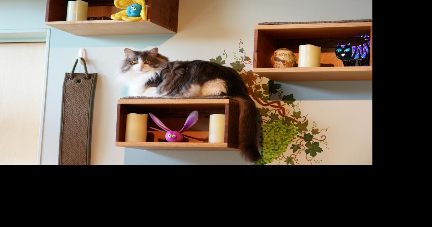 Catify to satisfy: Home enhancement tips for cat owners