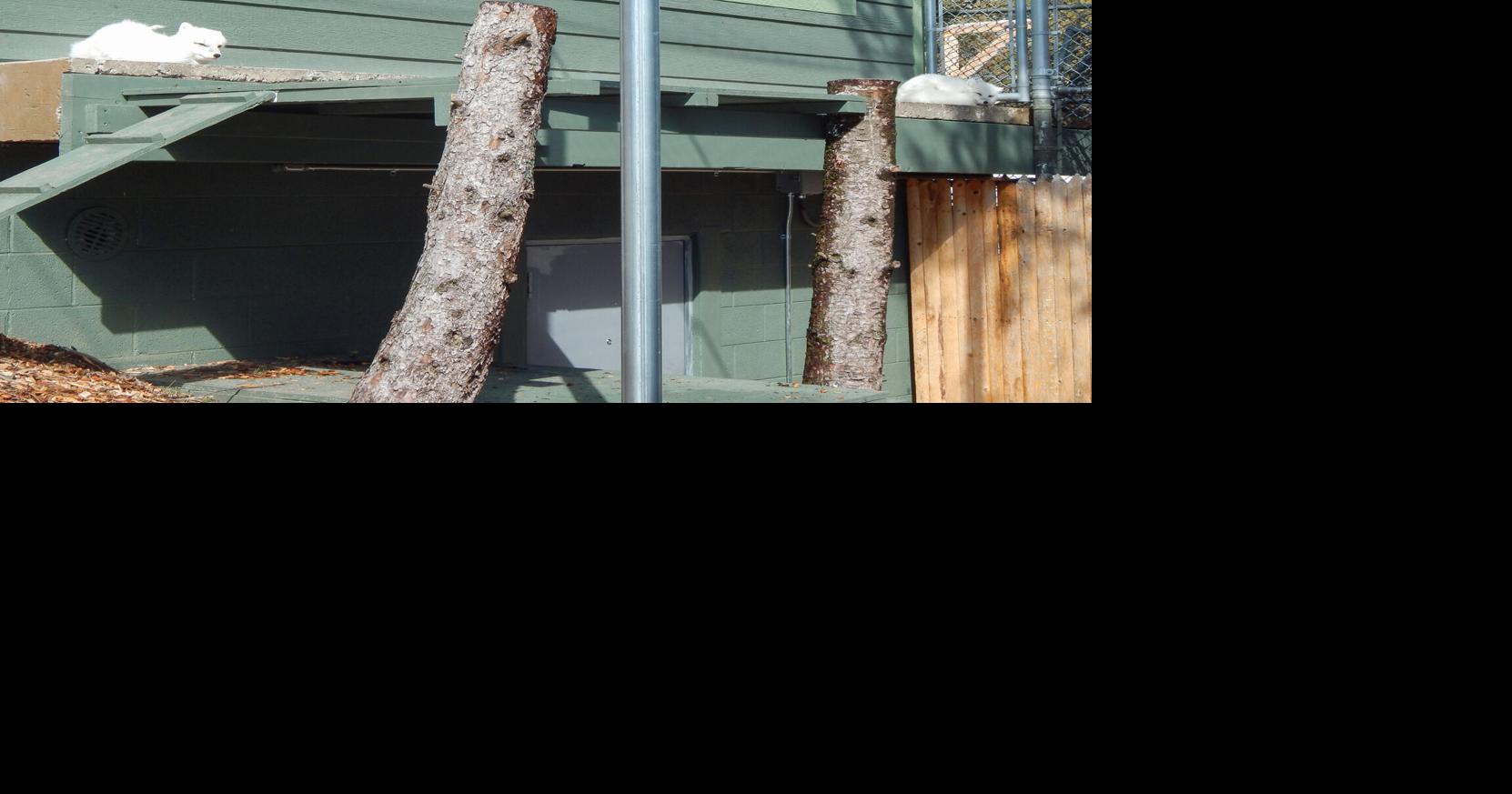 Racine Zoo's new arctic fox enclosure finished
