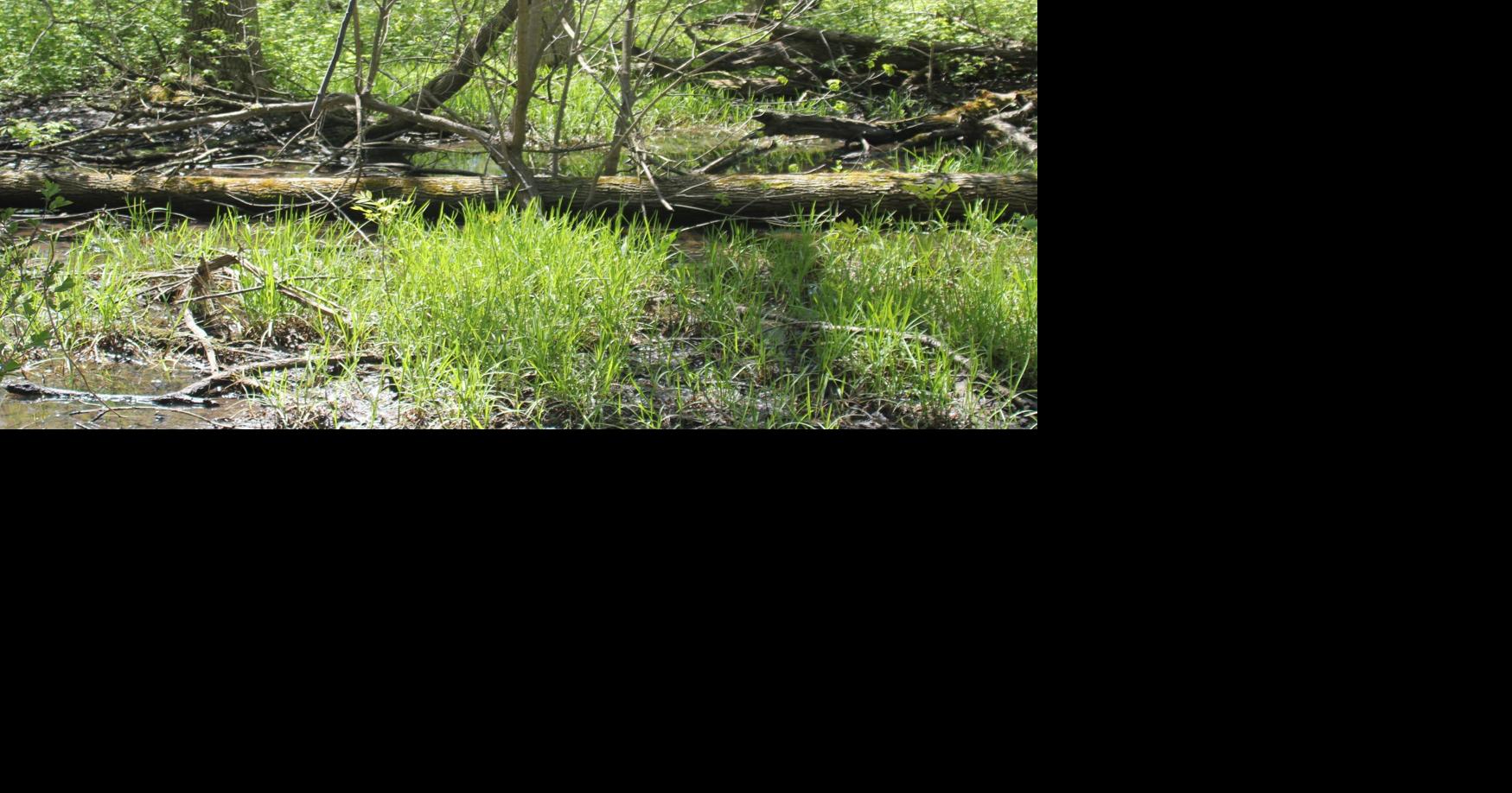 Racine County, Root-Pike WIN to restore Pritchard Park wetlands