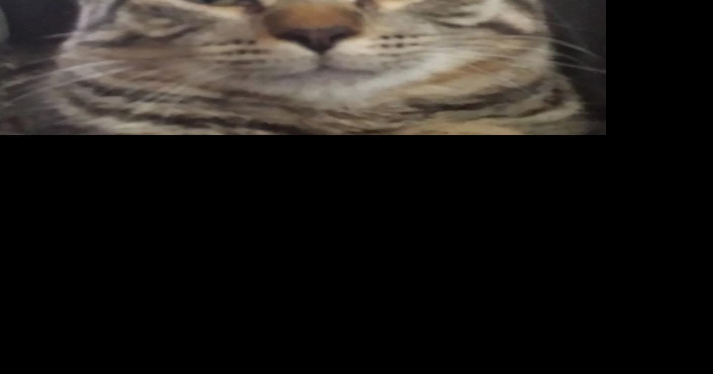 Chilli Cats Cat Show set for Jan. 14