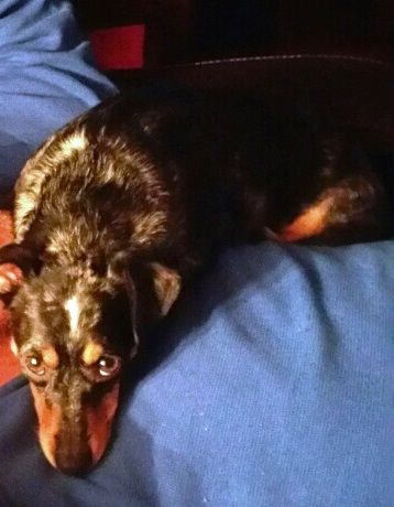 Dog missing after slaying