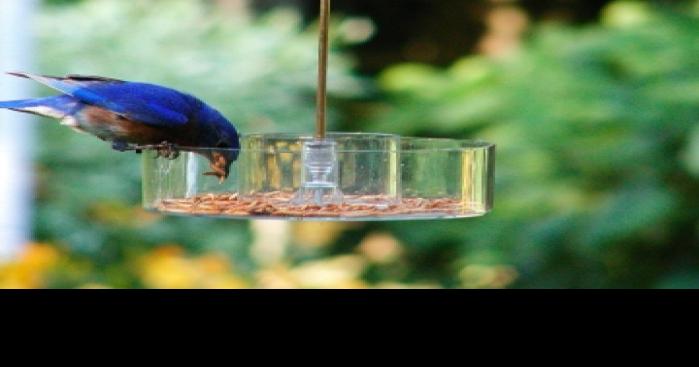 Feeding birds year-round