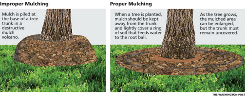 Mulch volcanoes: No eruptions, but plenty of tree disruptions | Home ...