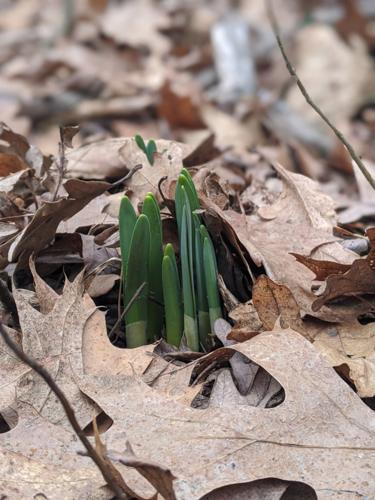 Pringle Nature Center offers nature programs