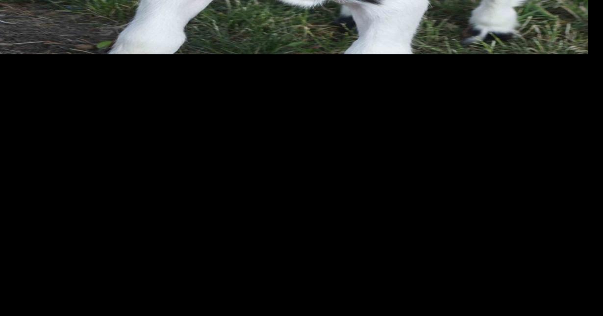 Baby goat Augustus enjoys his new life at Tiny Hooves animal sanctuary