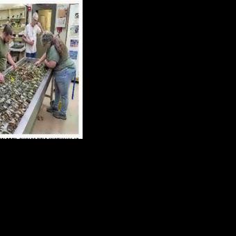 Nearly 1K birds die after window crashes in Chicago