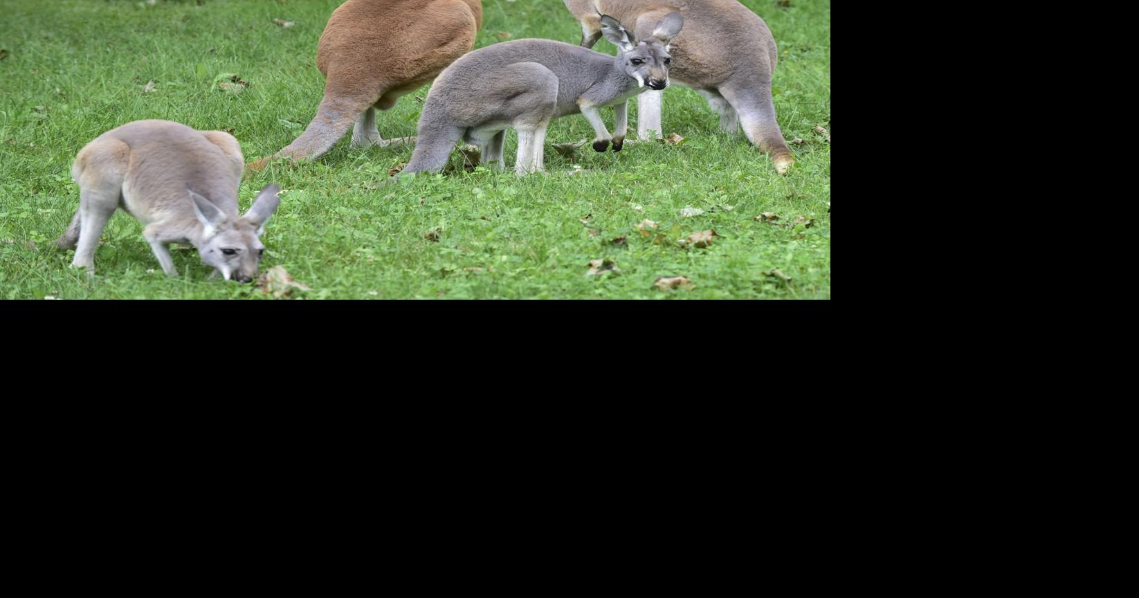 Zoo debuts new 'roos