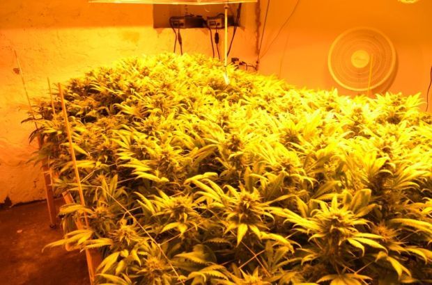 'Sophisticated' marijuana grow operation reportedly discovered