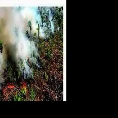 Rainforest under threat