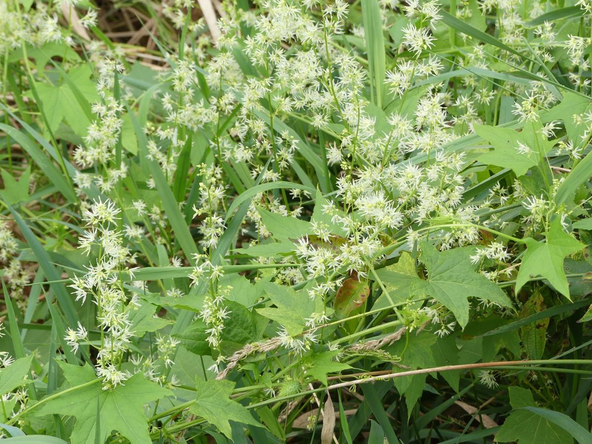 Wild cucumber invading area
