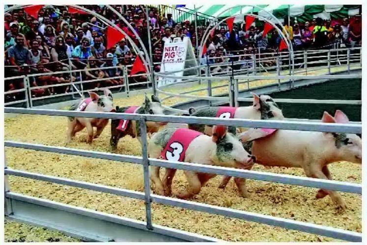 FOOD! SHOWS! RACING PIGS!