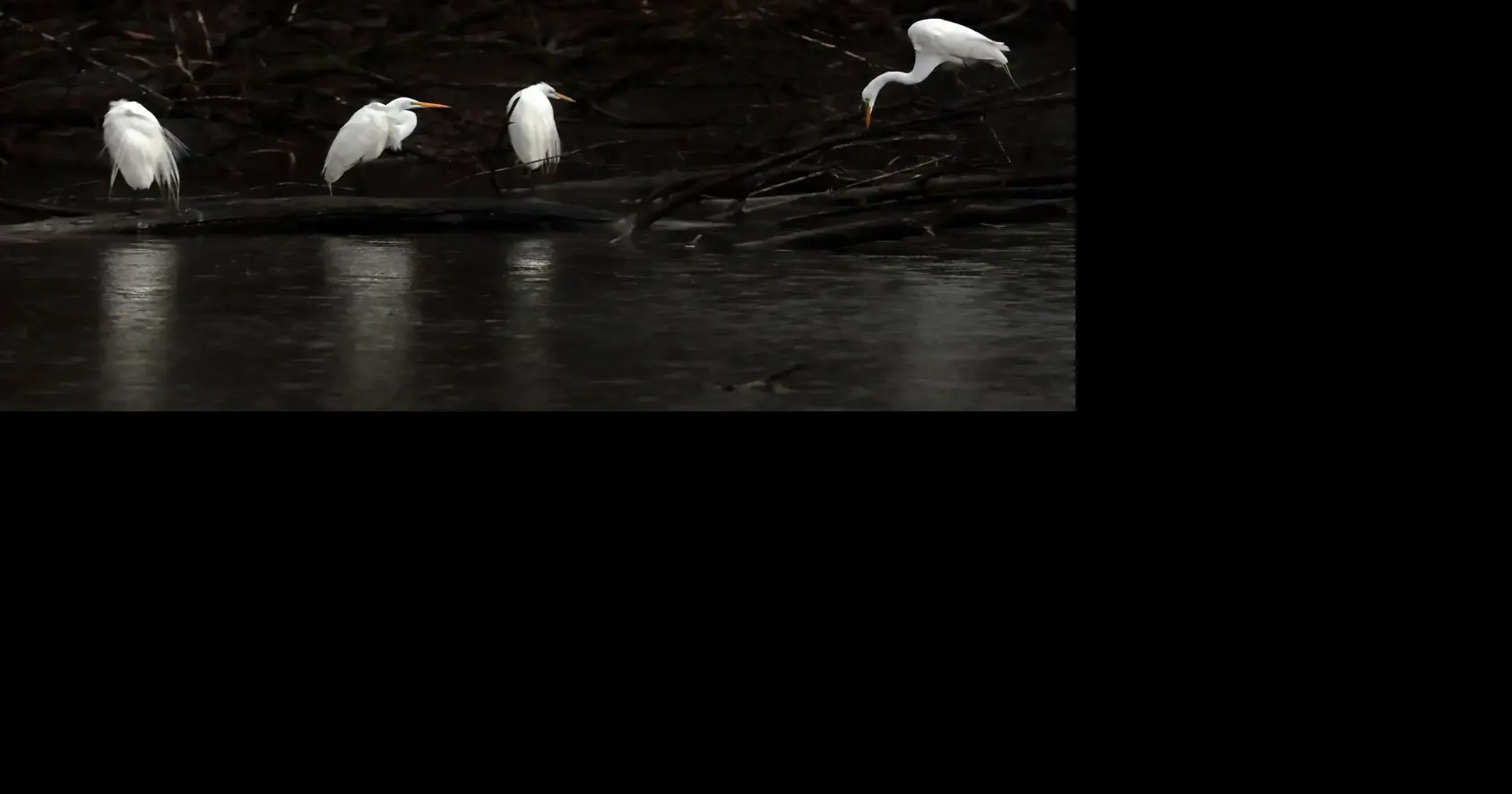 Is global warming impacting bird migration?