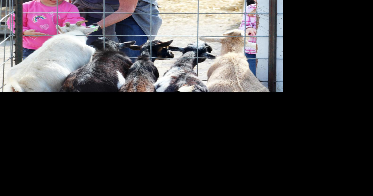 Apple Holler offers farm park summer fun