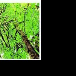 Pringle Nature Center offers programs