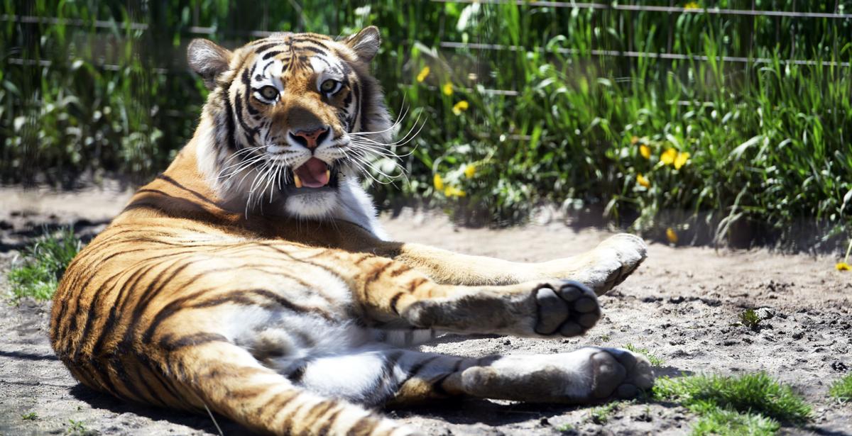 Fundraising effort to revive Jo-Don Farms, Caledonia's family-run zoo ...