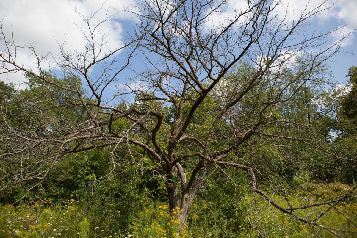Dying trees linked to destructive pest | Local News | journaltimes.com