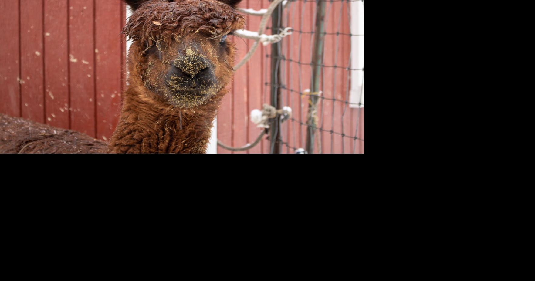 In photos: All alpacas safe from weekend fire at Eco-Justice Center
