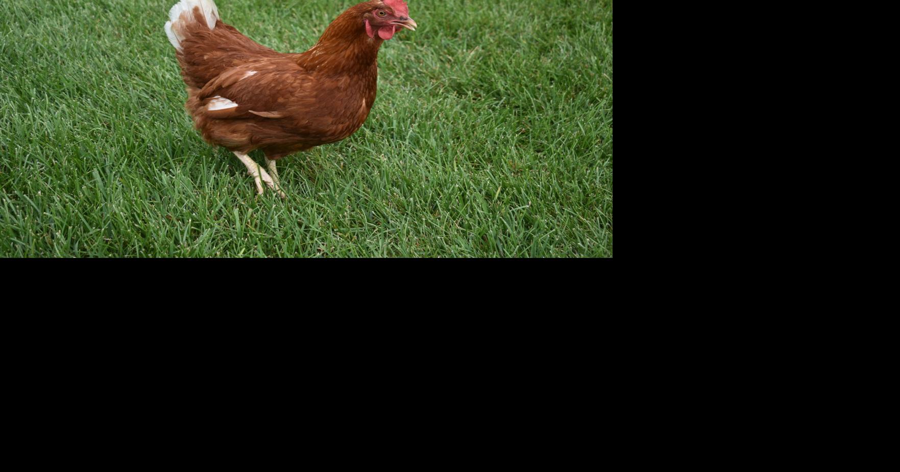 Caledonia Village Board discusses residential chicken keeping, again