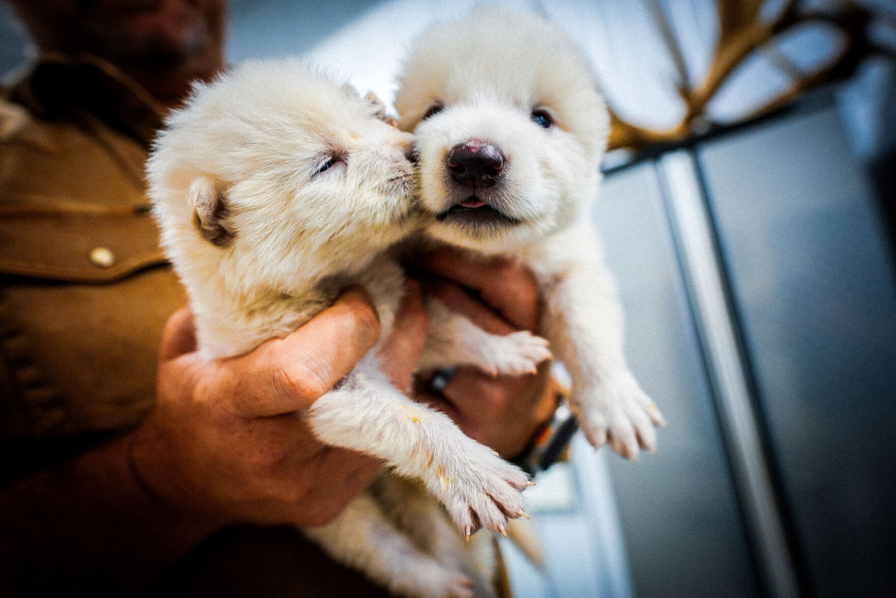 CRISPR used to bring back extinct dire wolf