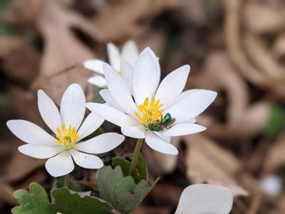 Pringle Nature Center hosting storywalk, Mother's Day hikes