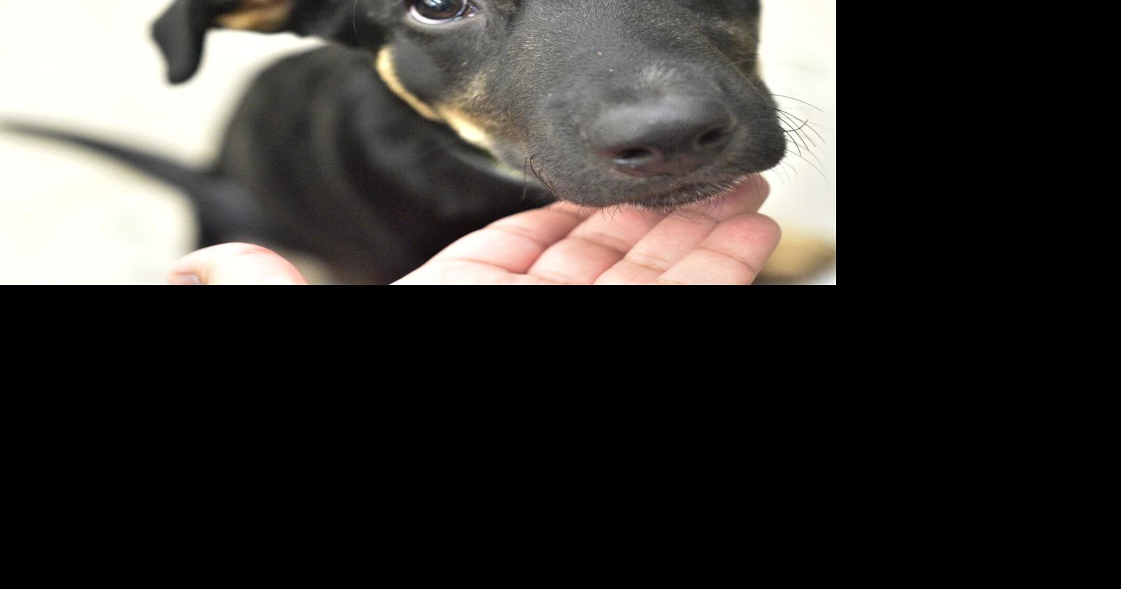 In photos and video: Meet Forrest Stump