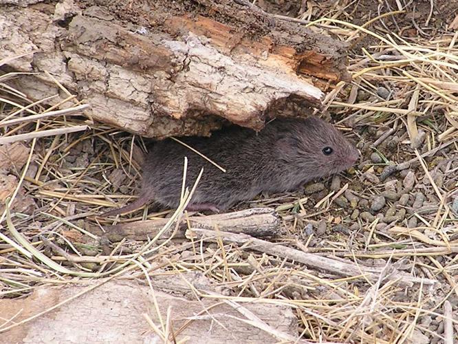 The secret life of Central Montana’s most common prey species | News ...