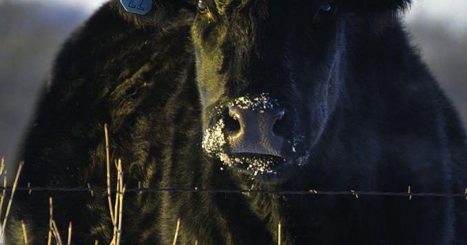 Win a heifer! NILE Merit Heifer Program Accepting Applications For 2023 ...