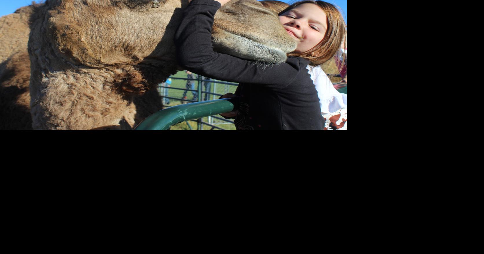 Best pumpkins in the patch - Stevenson Angus Ranch | News ...