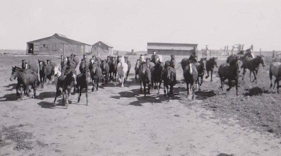 Feek’s Vision: History of Ekalaka bucking horse breeder and the future ...